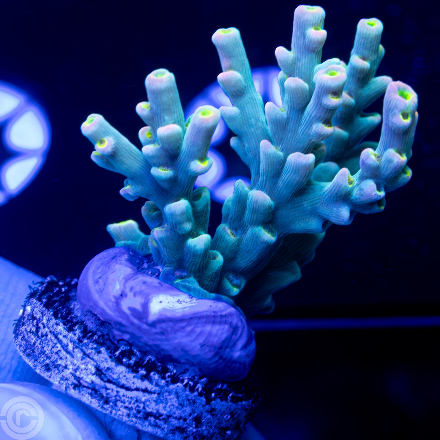 SPS – Corals and More