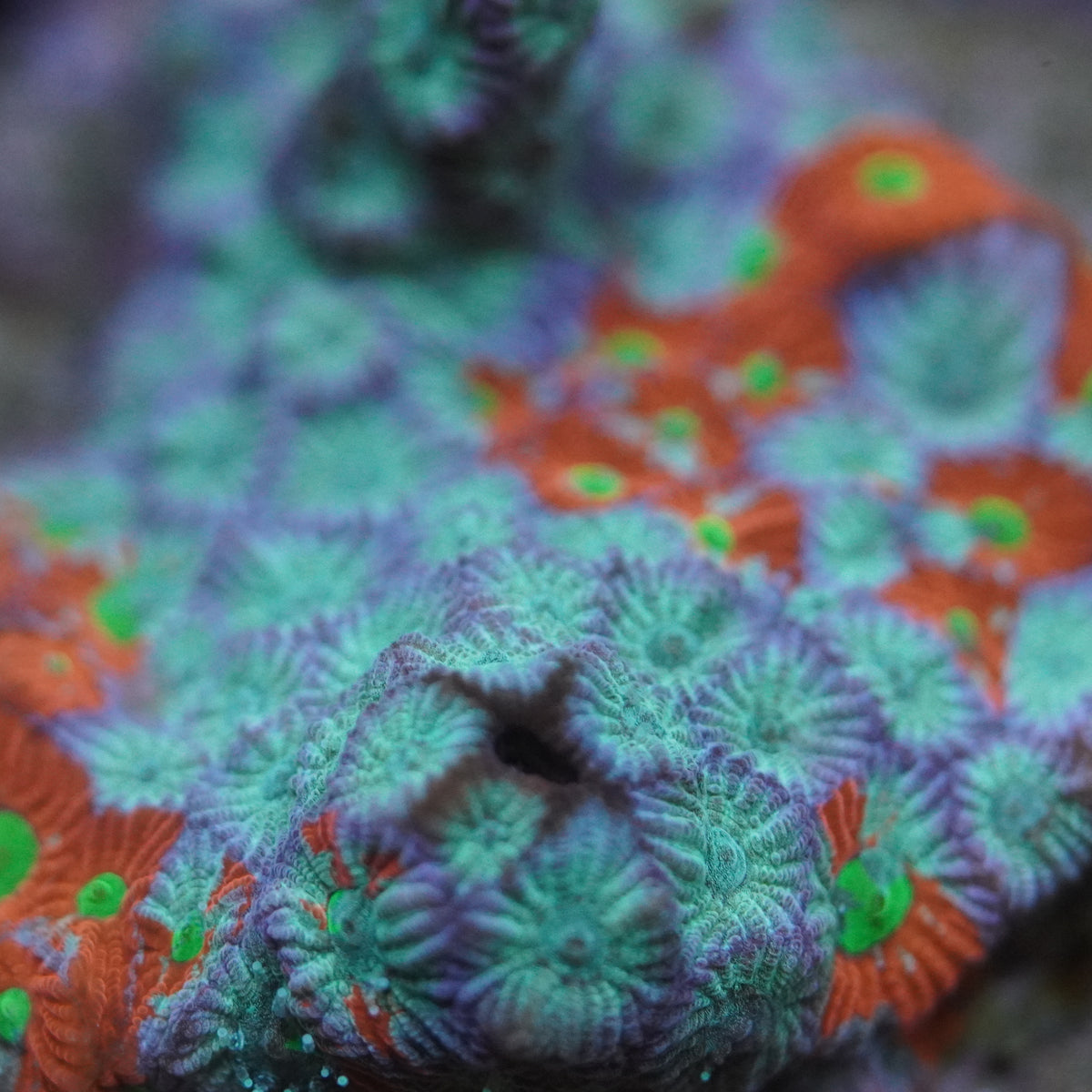 Mis Collection – Corals and More