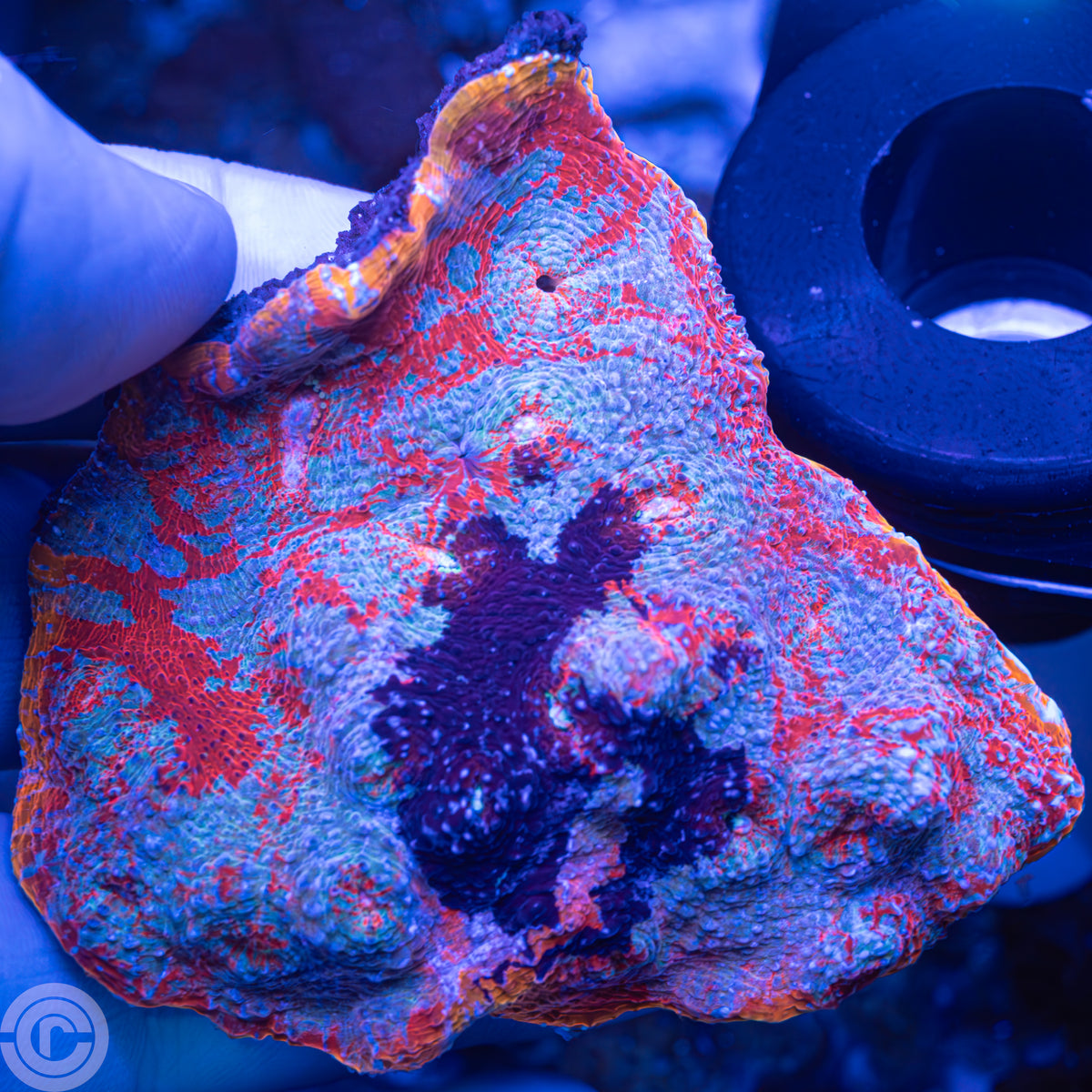 Chalice – Corals and More