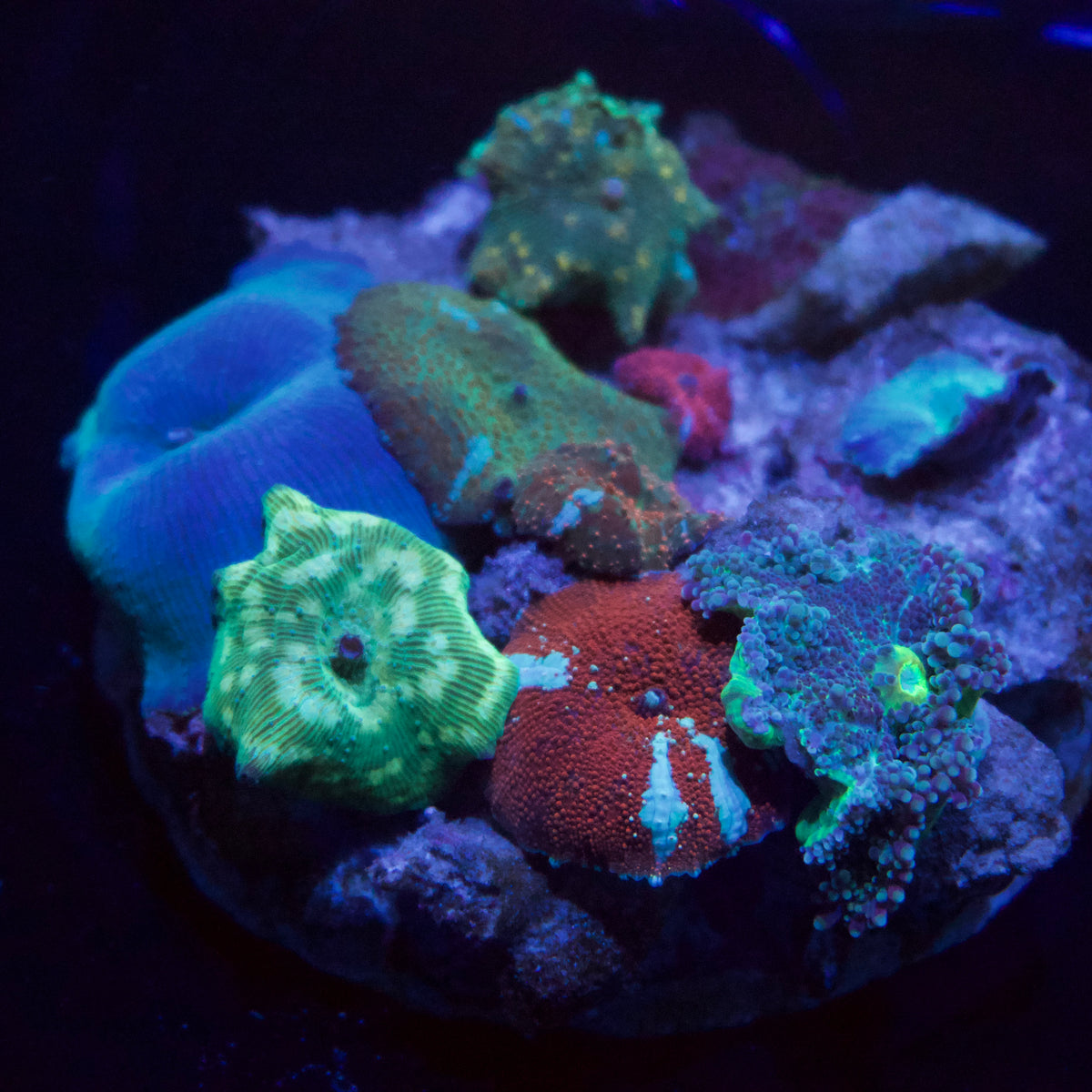 LPS – Corals and More